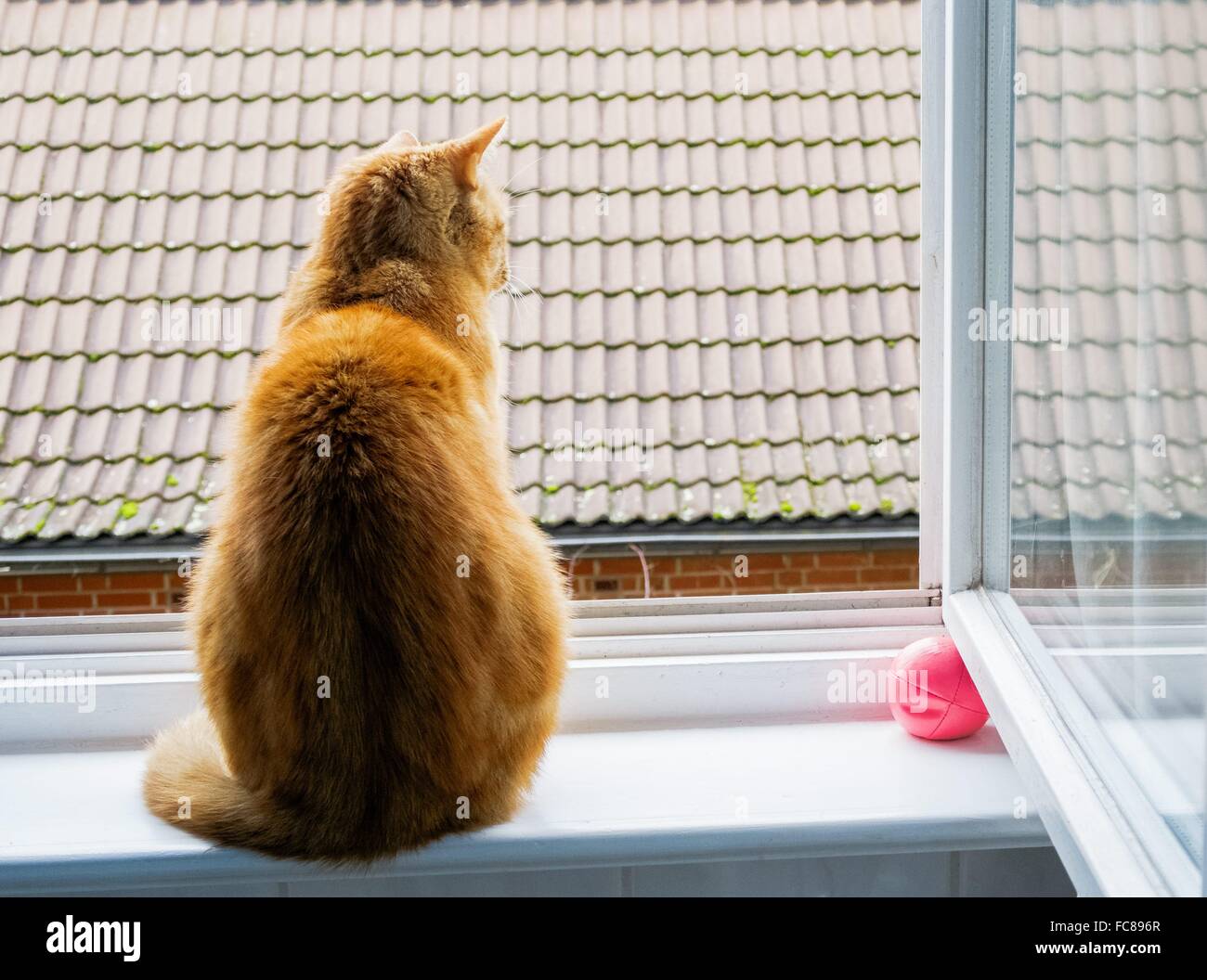 A cat looking out a window Stock Photo - Alamy