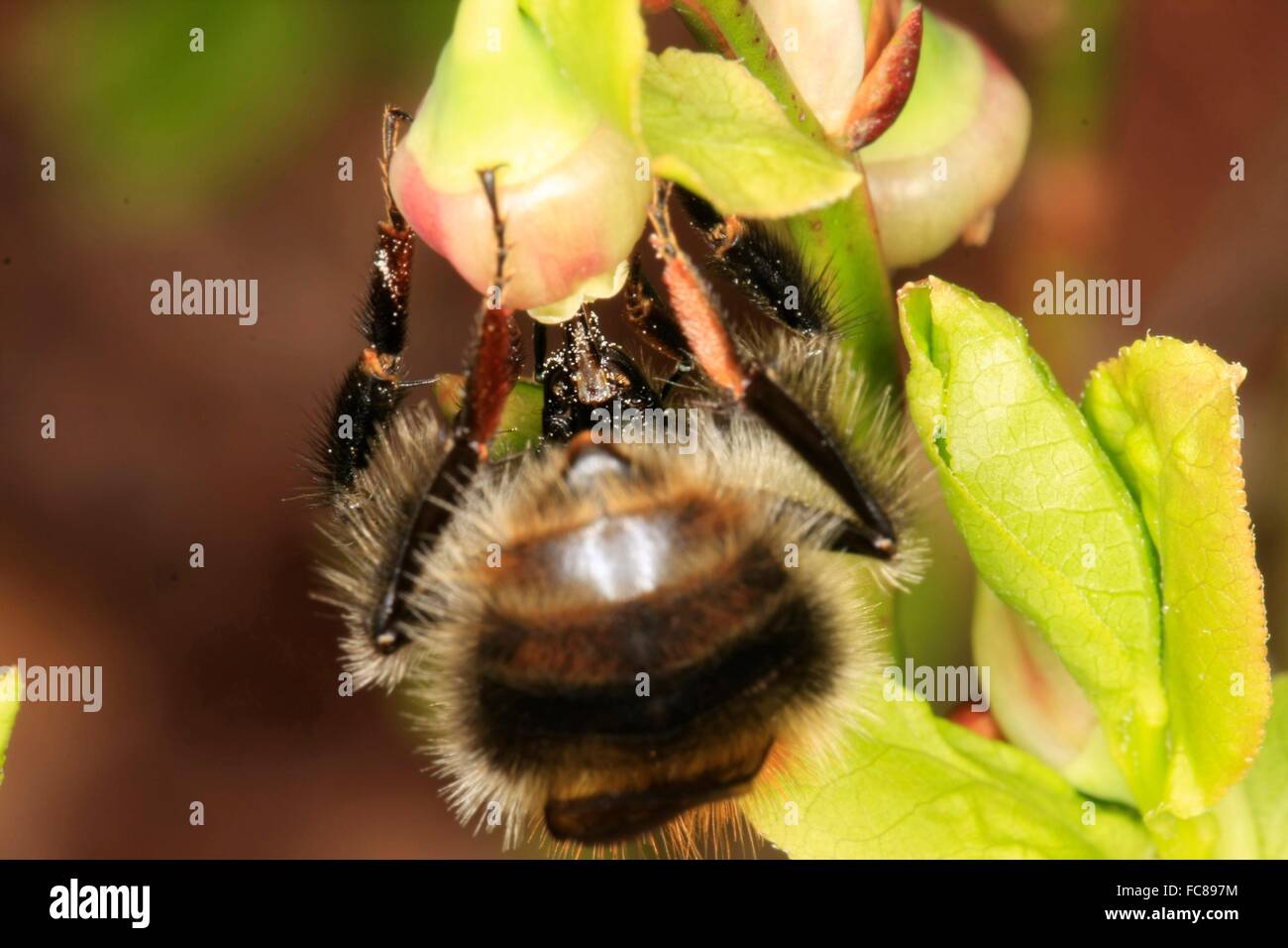 Bumble bee on the flower of the blueberry. The blueberry (Vaccinium ...