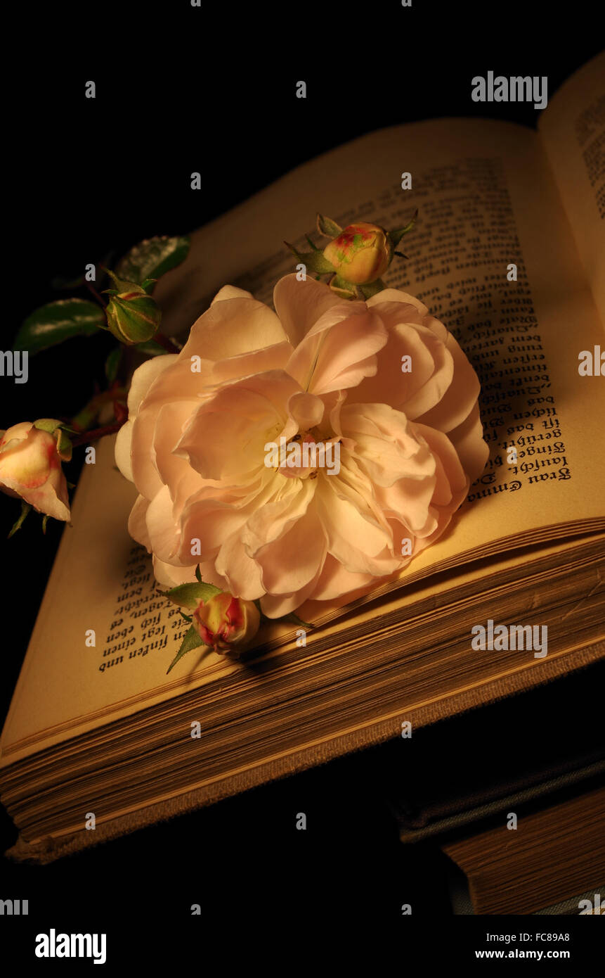 Old book with rose Stock Photo - Alamy