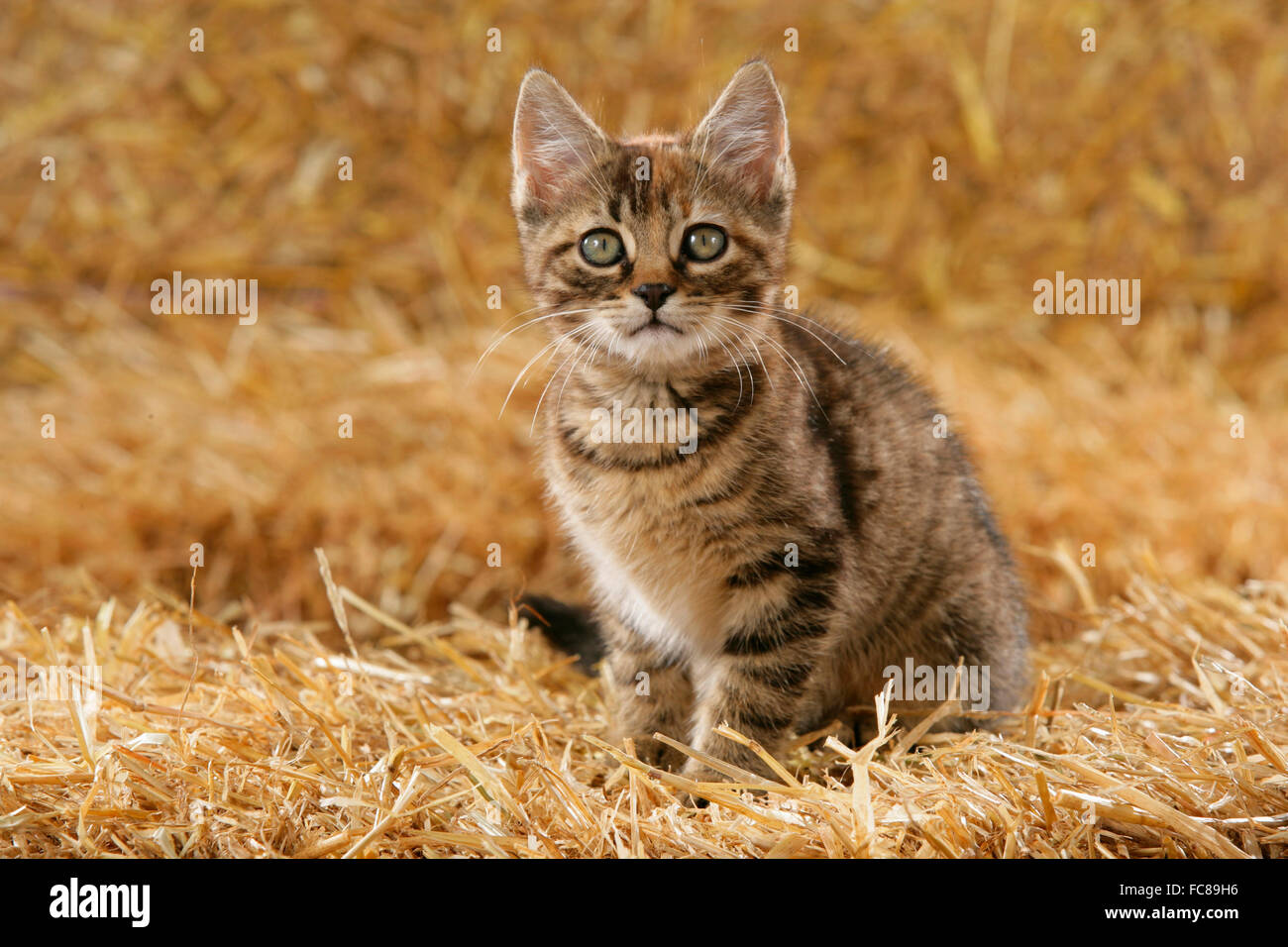 Domestic cat. Tabby kitten sitting on straw. Germany Stock Photo - Alamy
