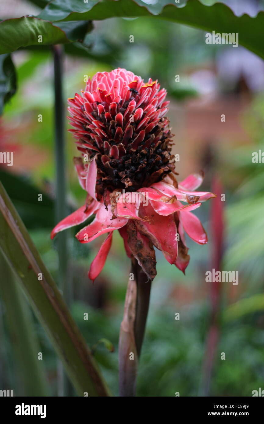 Tasting the nectar Stock Photo - Alamy