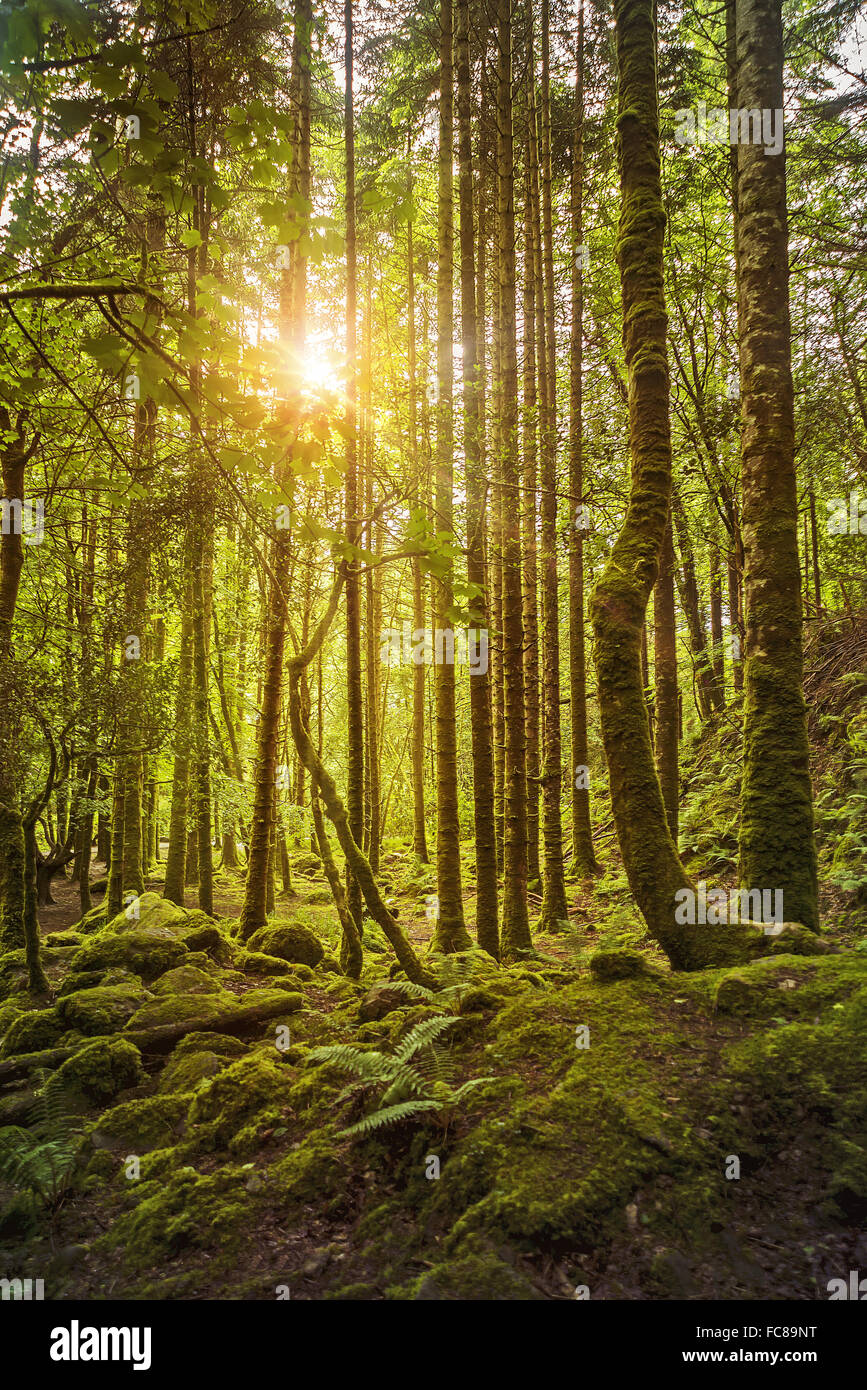 Beautiful morning in forest hi-res stock photography and images - Alamy