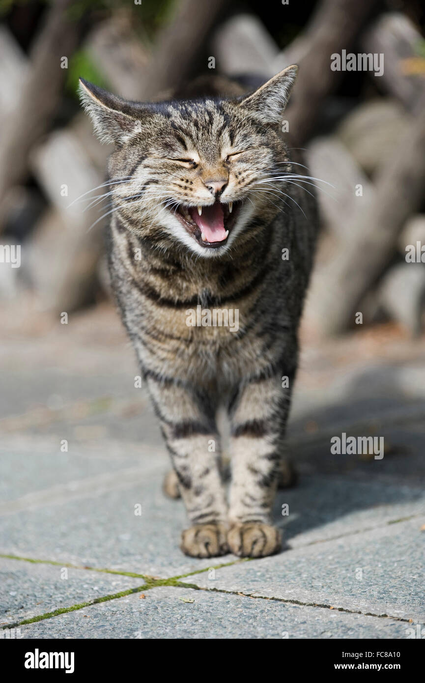 Adult meowing hi-res stock photography and images - Alamy