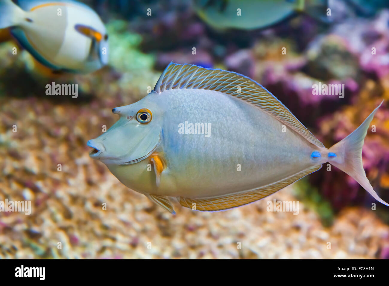 Fishes and corals reef Stock Photo - Alamy