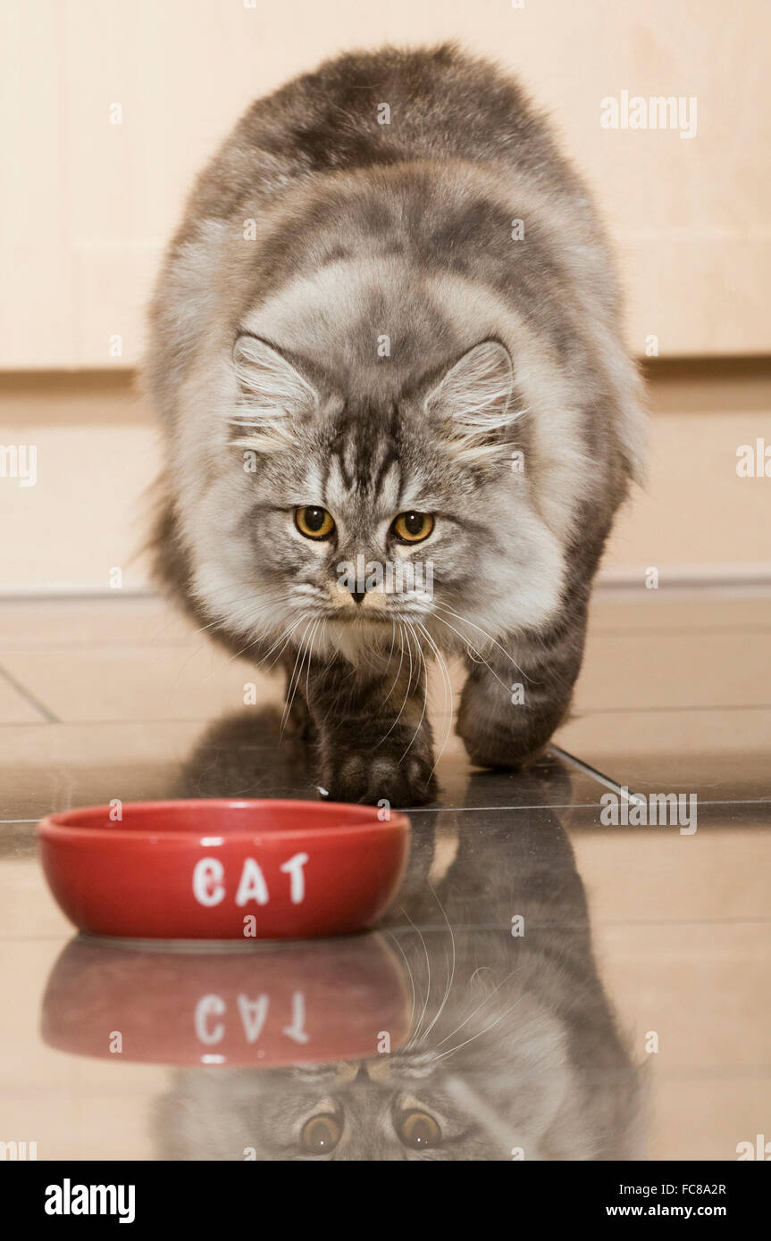 British longhair adult cat walking hi-res stock photography and images ...
