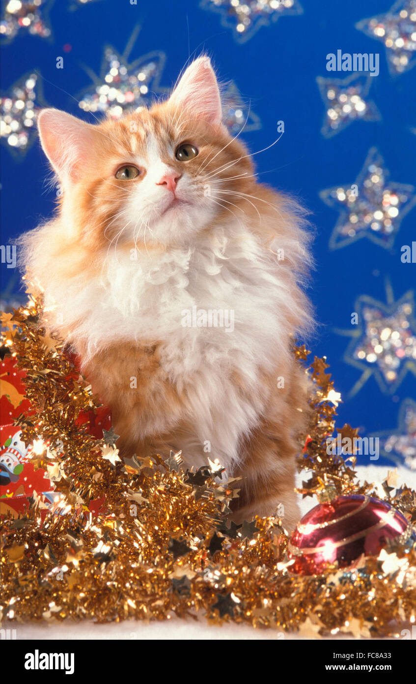 Stars and cats hi-res stock photography and images - Alamy