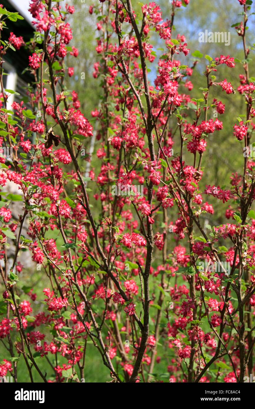 Inflorescence of blood currant. The blood currant (Ribes sanguineum) is ...