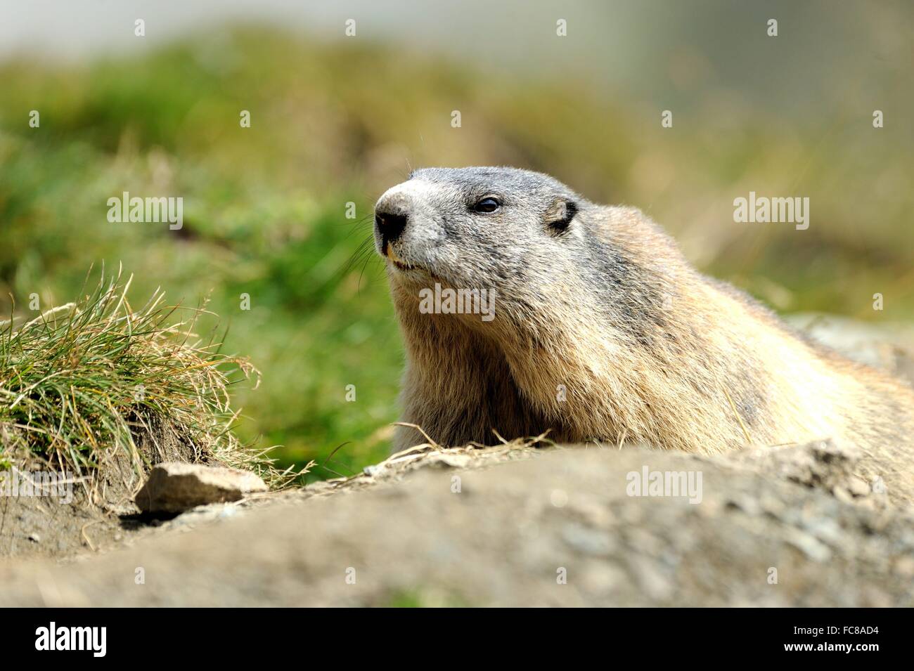 Marmote hi-res stock photography and images - Alamy