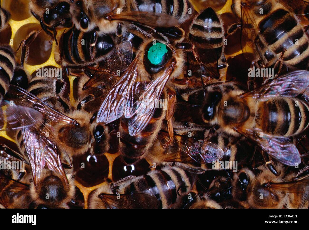 Apis mellifera königin hi-res stock photography and images - Alamy