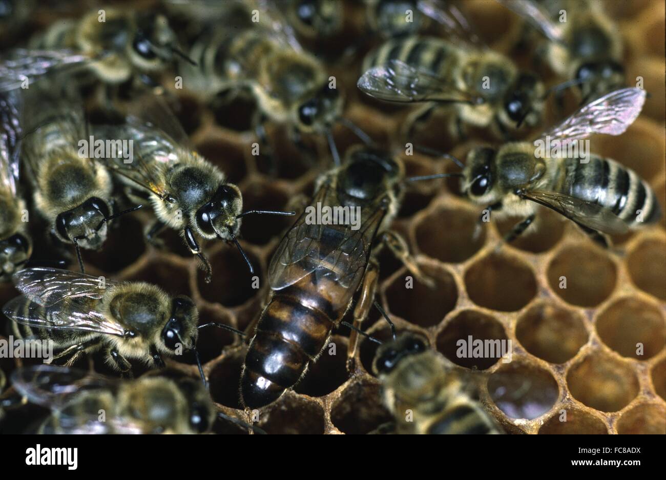Queen bee laying egg hi-res stock photography and images - Alamy