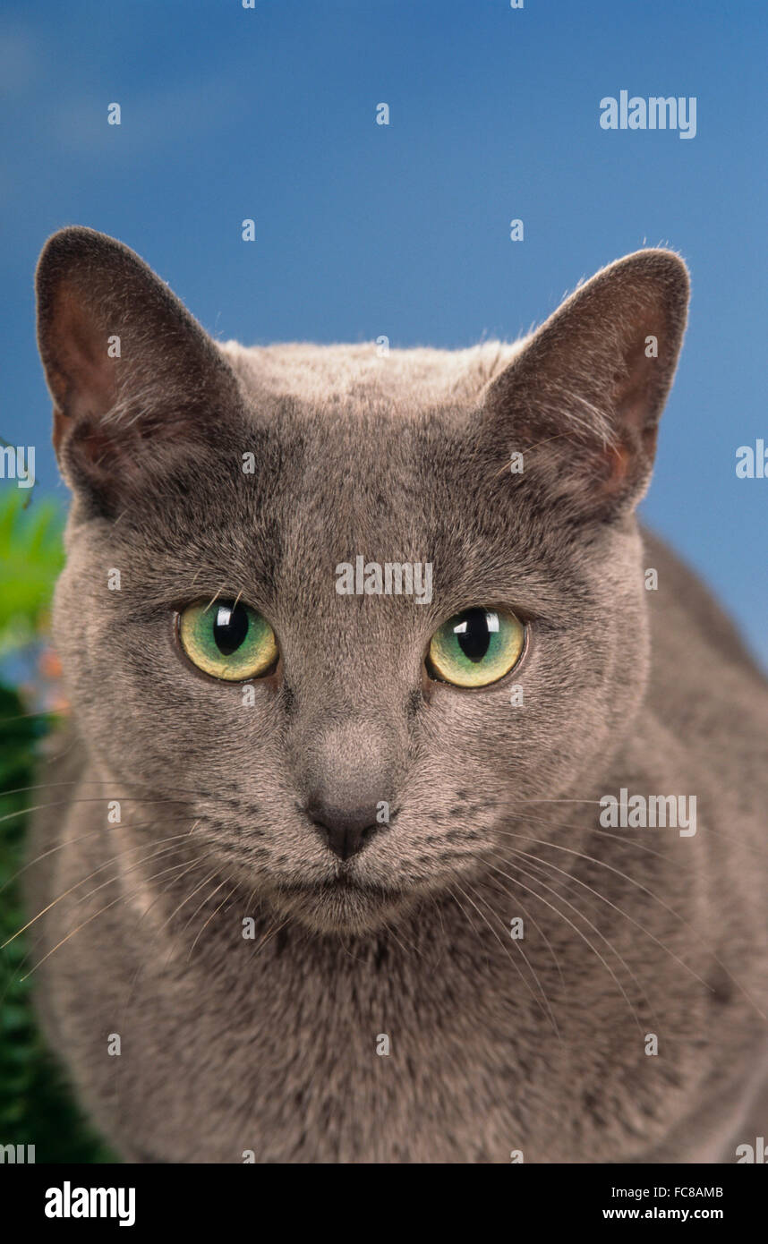Russian Blue. Portrait of adult cat. Germany Stock Photo - Alamy