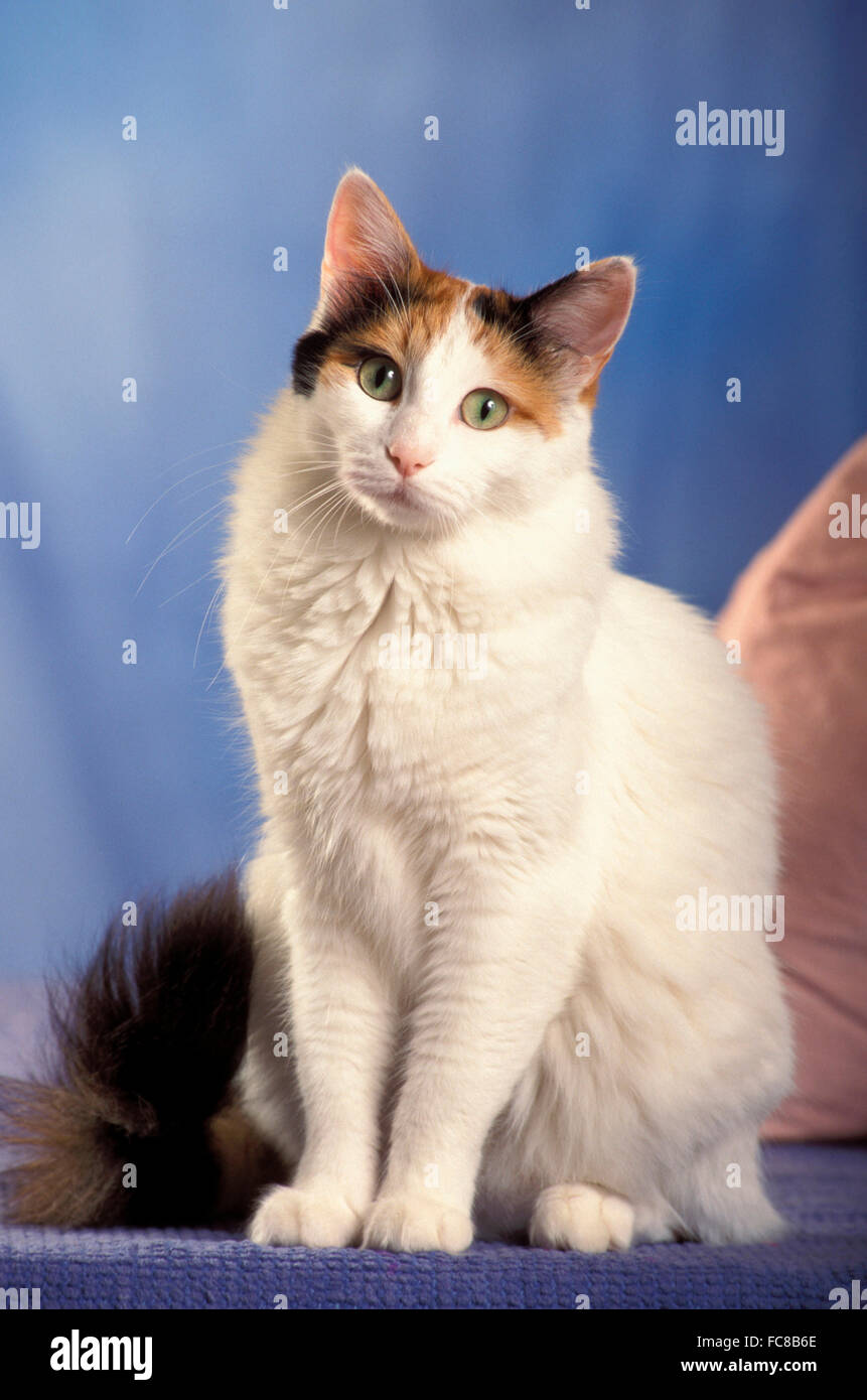 Turkish Van. Adult sitting. Studio picture against a blue background ...