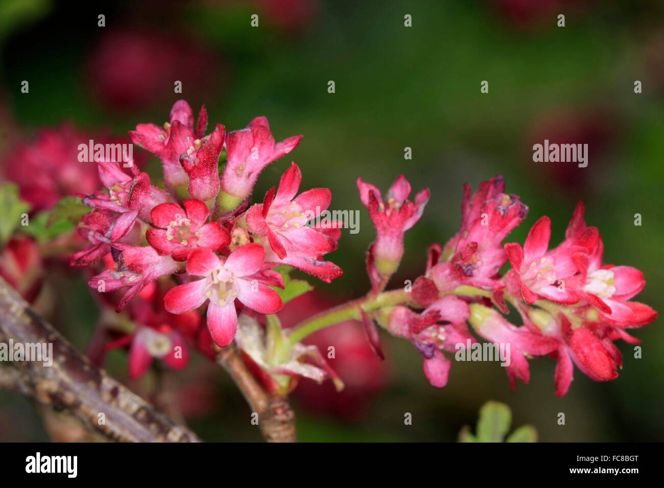 Inflorescence of blood currant. The blood currant (Ribes sanguineum) is ...