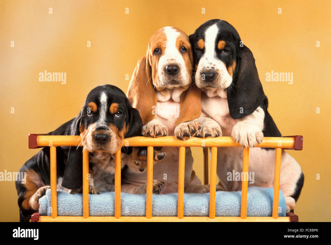 Basset Hound. Three puppies sitting next to each other in a handcart ...