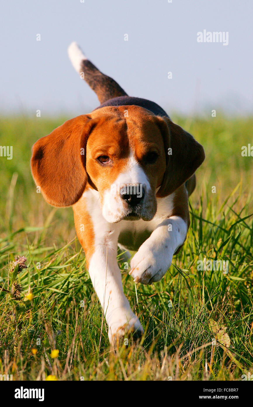 Beagle. Adult dog running towards the camera. Germany Stock Photo - Alamy