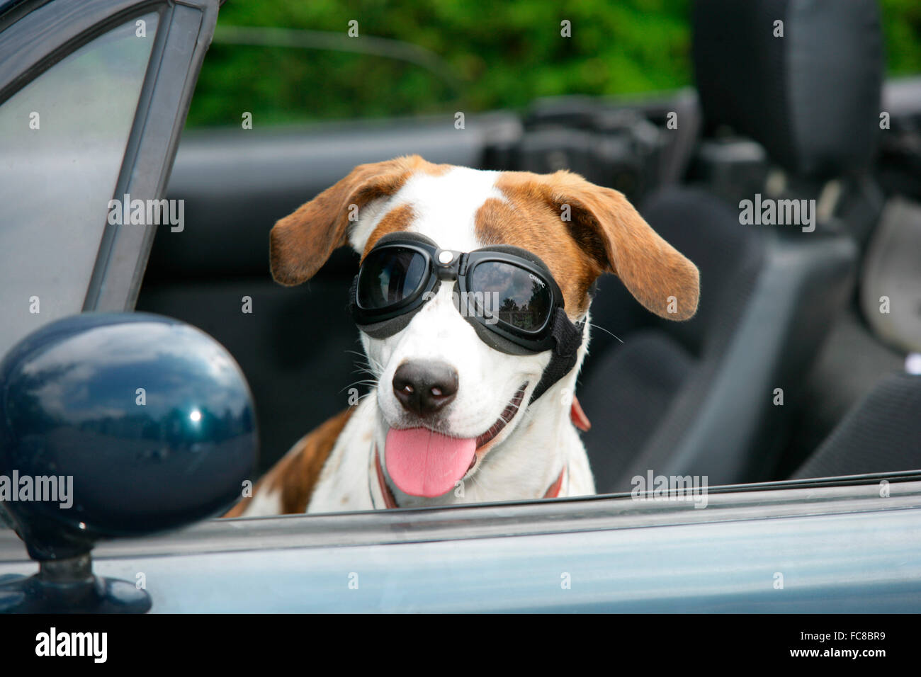 Beagle in car hi-res stock photography and images - Alamy