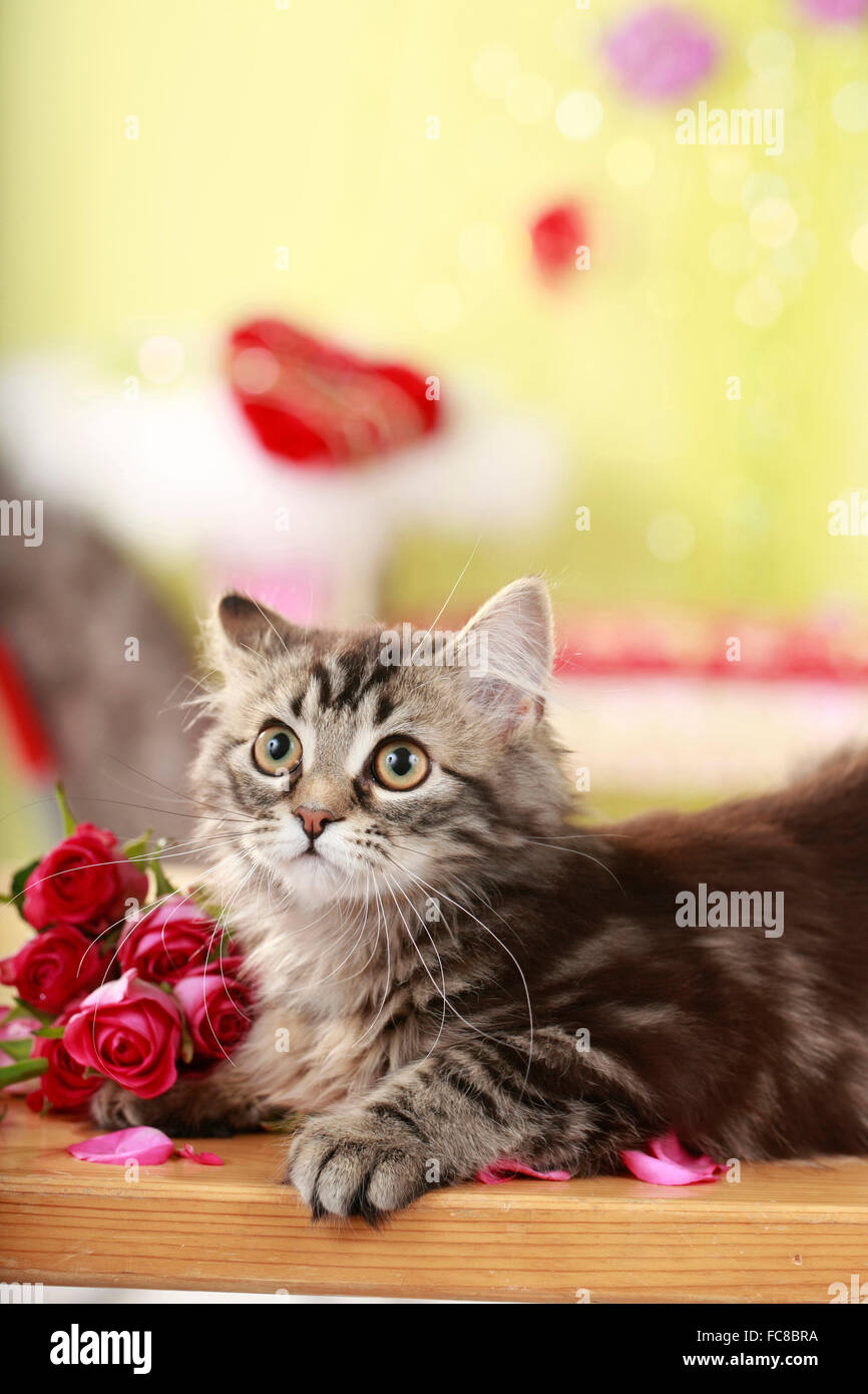 German Angora Cat. Tabby kitten with rose flowers. Germany Stock Photo ...