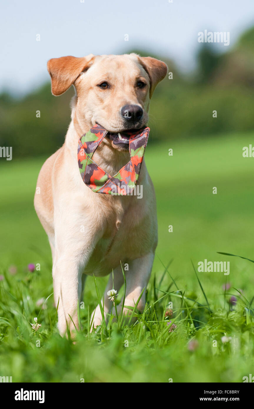 Carrying a dog with her in hi-res stock photography and images - Alamy