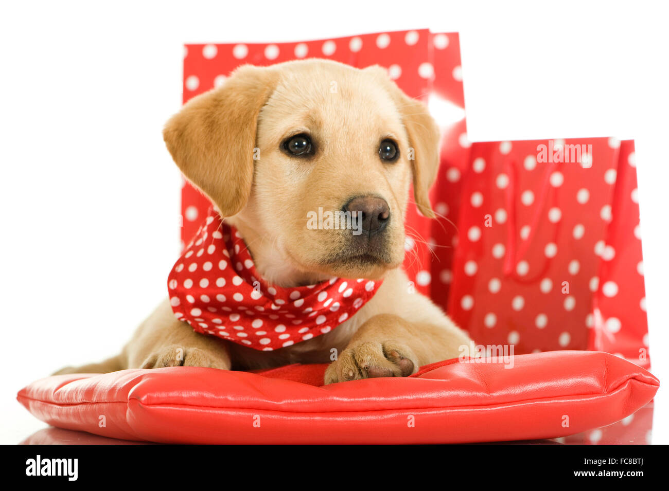 Labrador Retriever. Yellow puppy wearing a scarf lying on a red cushion ...