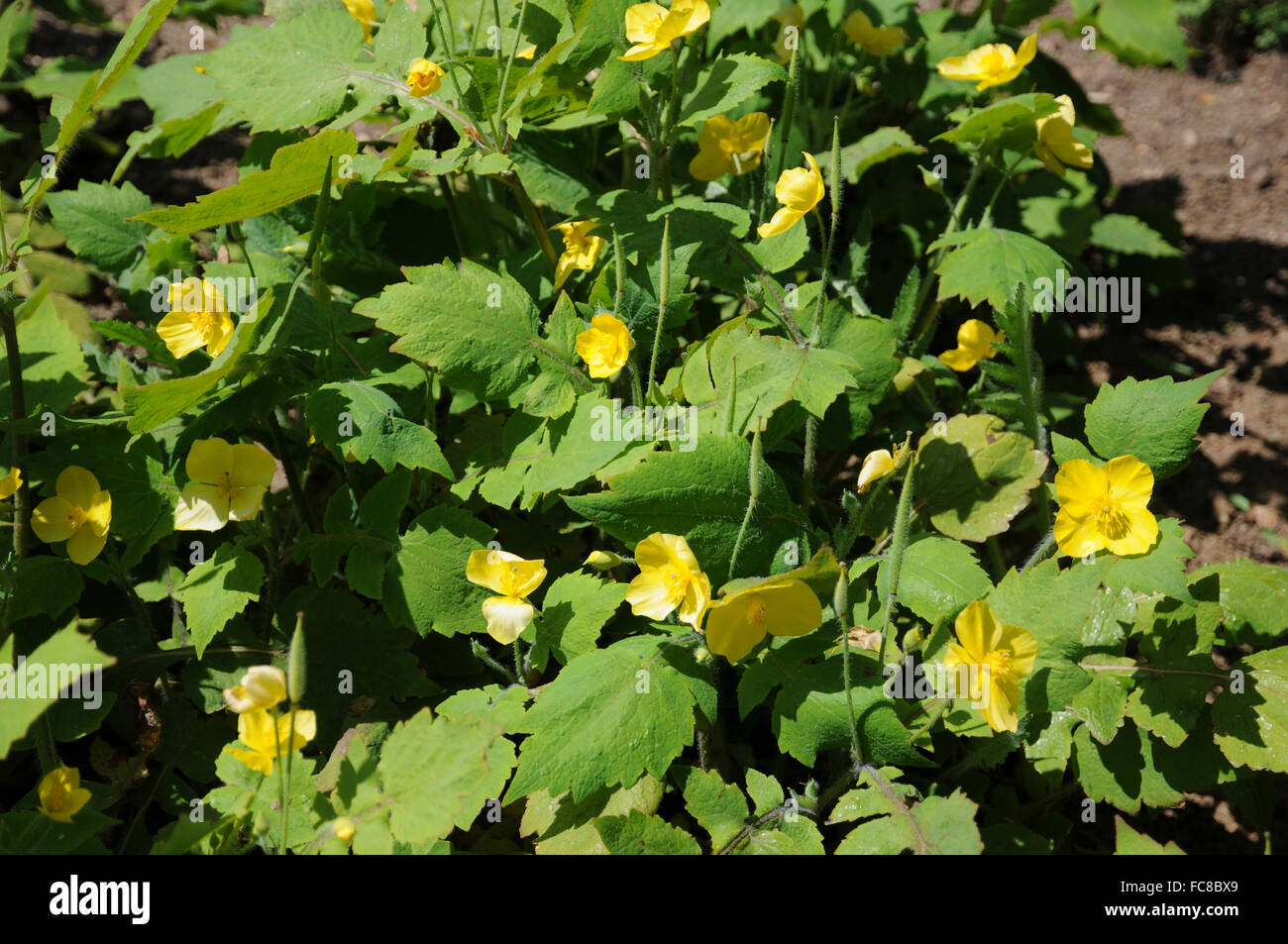 Chinese celandine poppy hi-res stock photography and images - Alamy