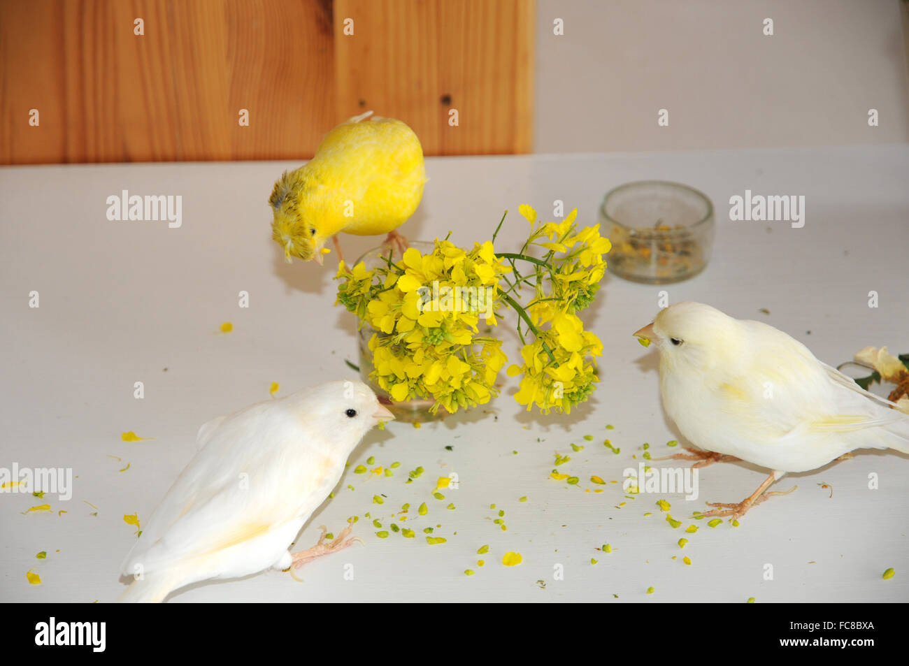 Canaries eating yellow mustard Stock Photo - Alamy