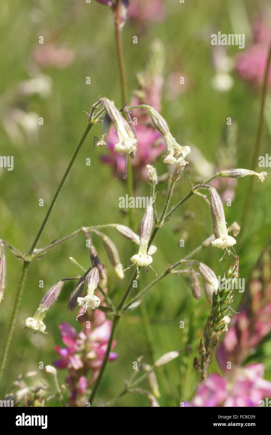 Nottingham catchfly silene nutans hi-res stock photography and images ...