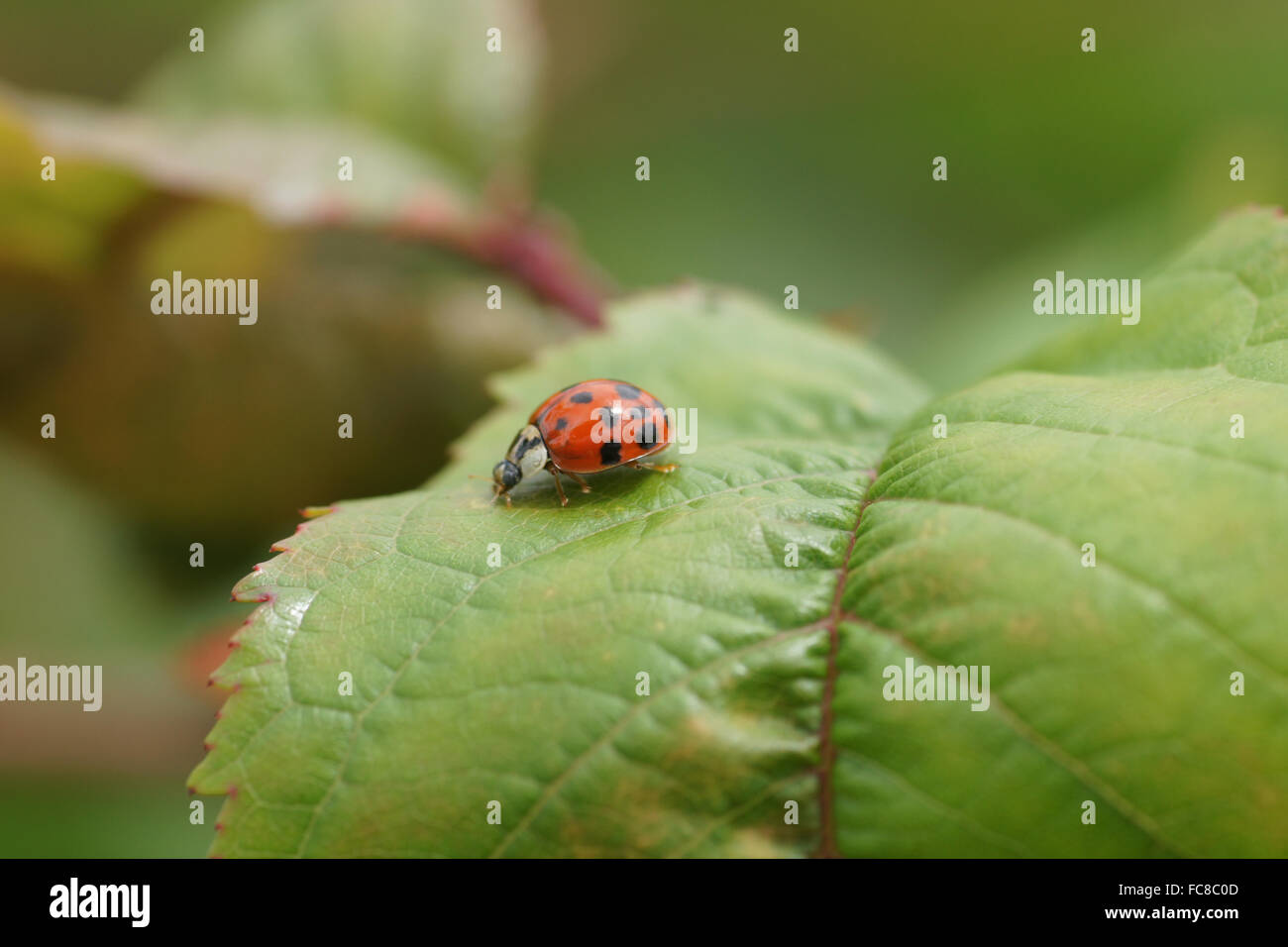 Lady bird beetles hi-res stock photography and images - Alamy