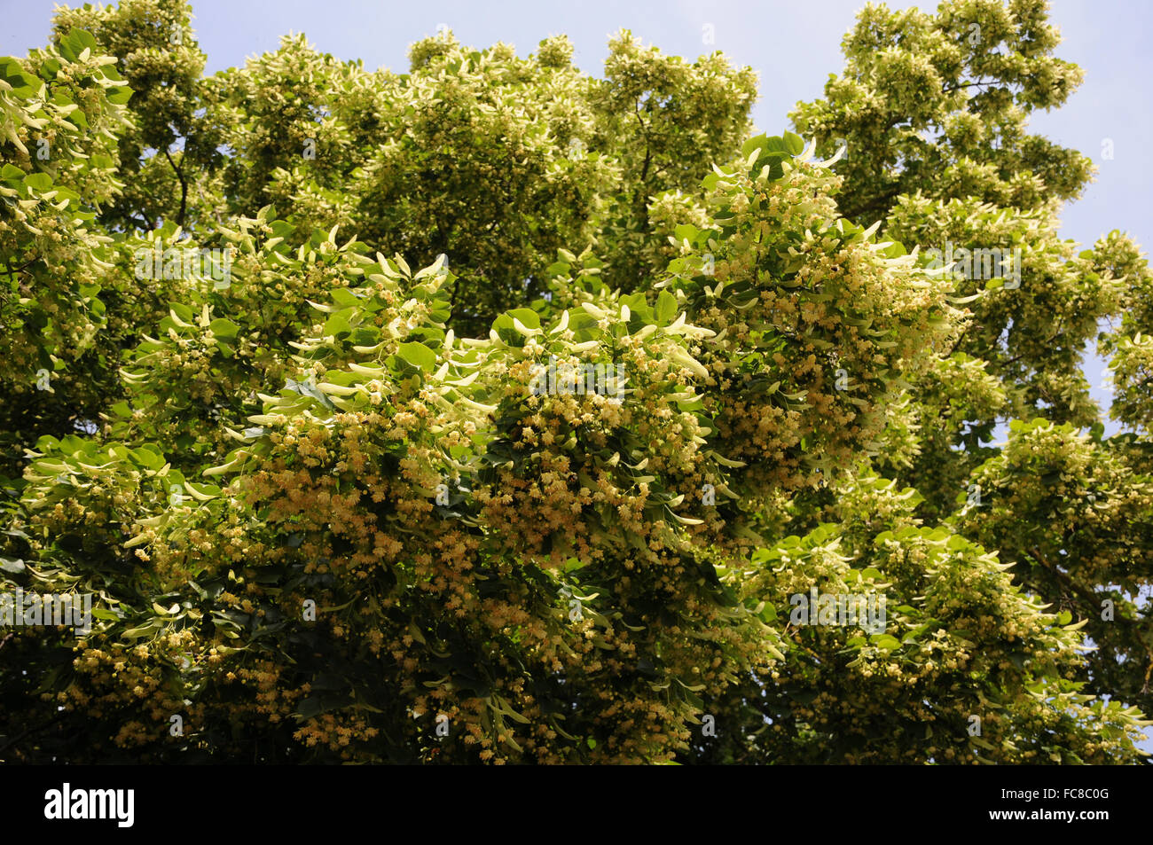Largeleaved lime hi-res stock photography and images - Alamy