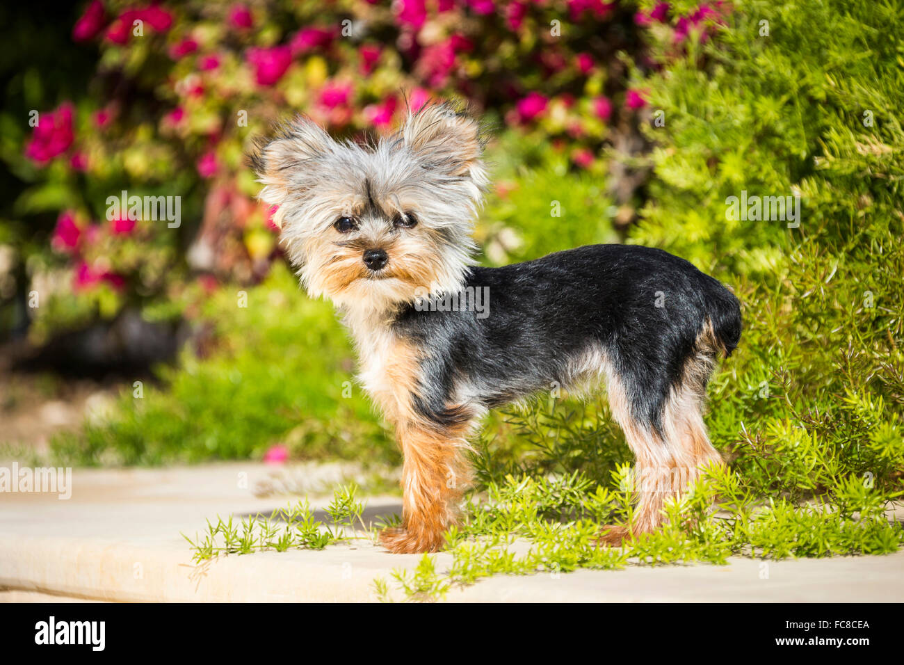 Teacup Yorkie Terrier Adult