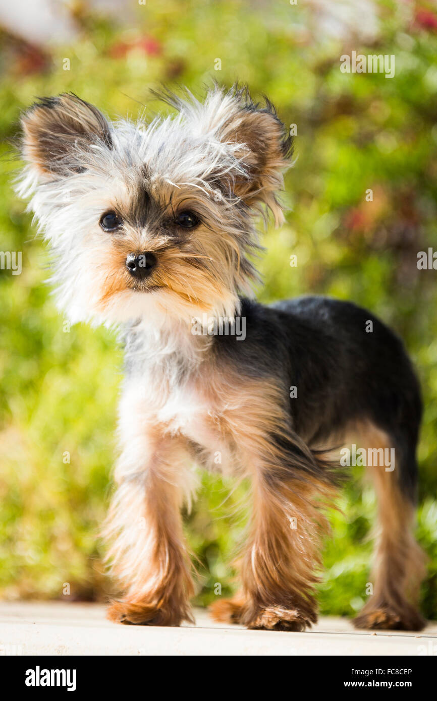 Teacup Yorkie Terrier Adult