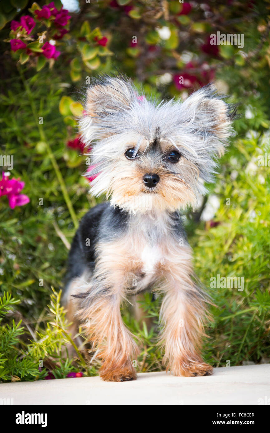 Teacup Yorkshire Terrier. Adult bitch standing in a garden. Germany ...