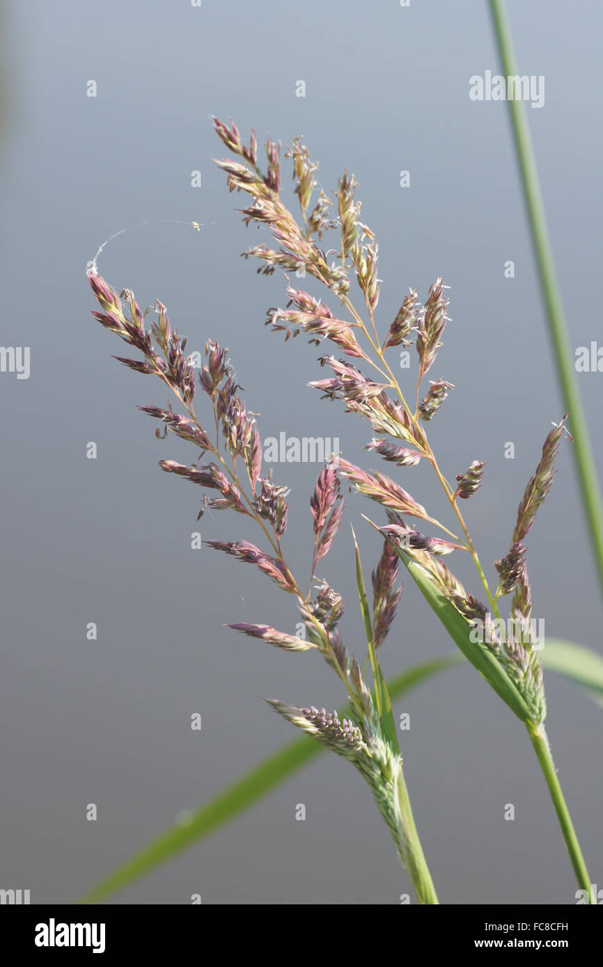 Swamp reed flowers hi-res stock photography and images - Alamy