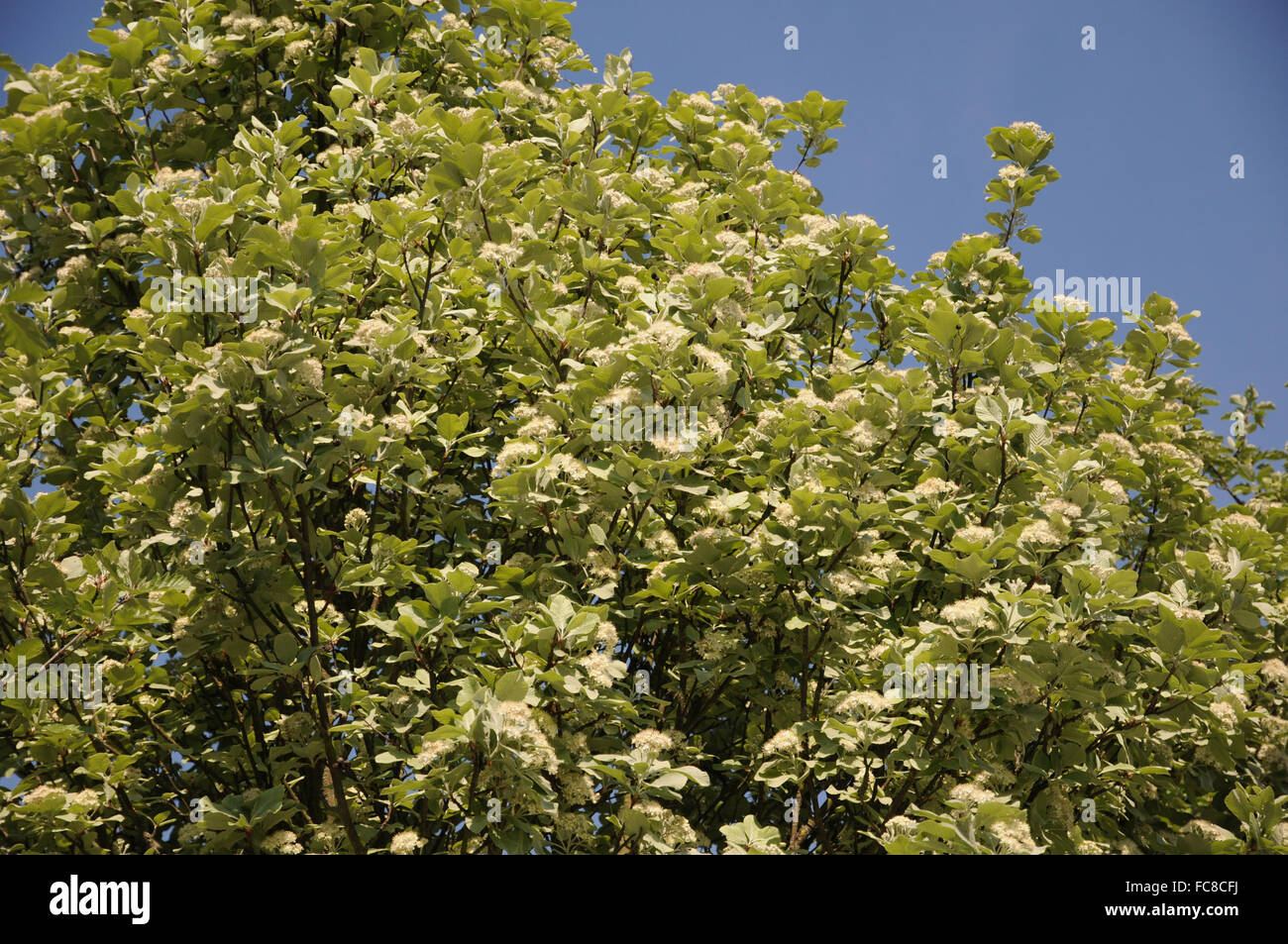Whitebeam High Resolution Stock Photography and Images - Alamy