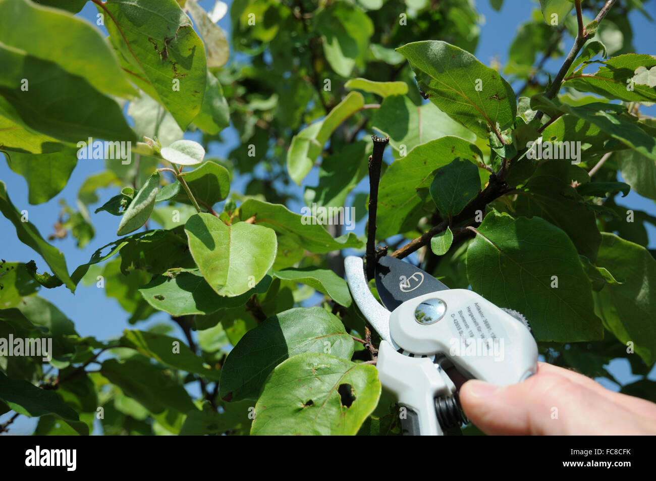 Sommerschnitt hi-res stock photography and images - Alamy