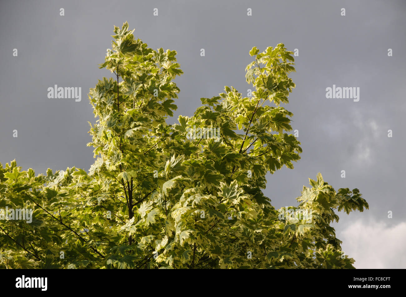 Norway maple variegated leaf hi-res stock photography and images - Alamy