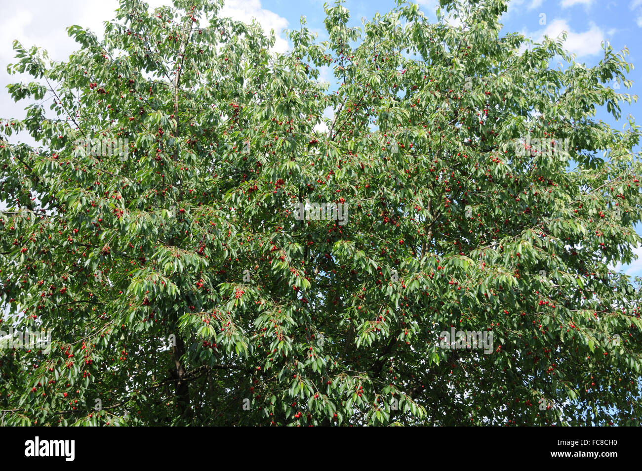 Sweet cherry tree Stock Photo - Alamy