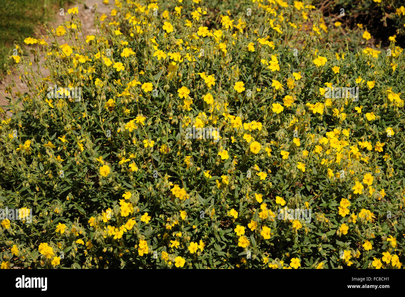 Alpine rockrose hi-res stock photography and images - Alamy