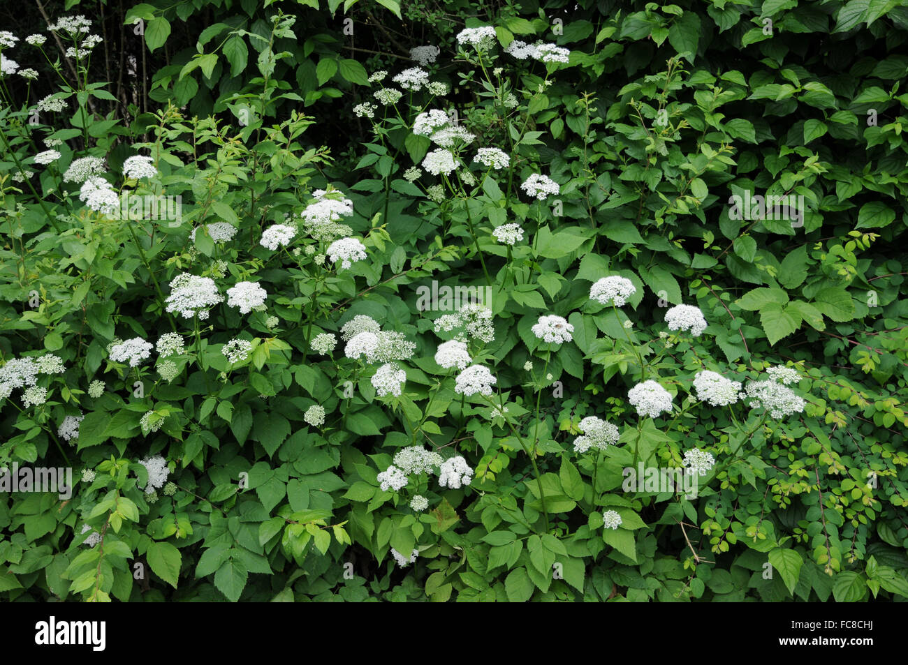 Ground elder hi-res stock photography and images - Alamy