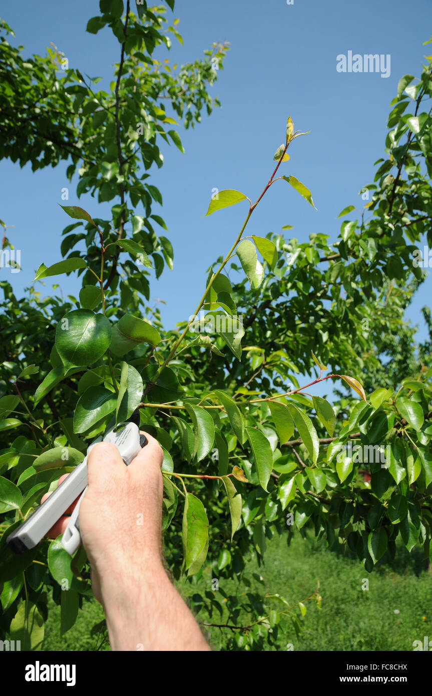 Pruning pear tree hi-res stock photography and images - Alamy