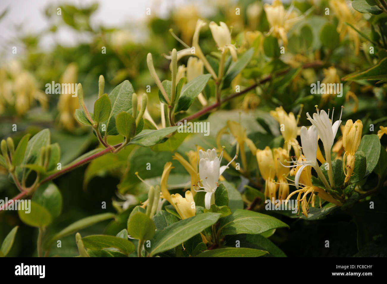 Pergola Honeysuckle High Resolution Stock Photography and Images - Alamy