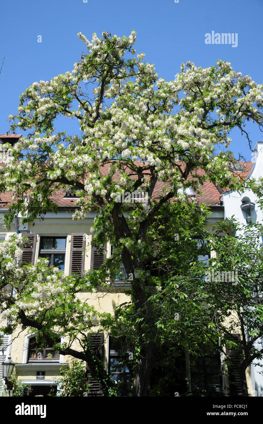 Black locust thorn hi-res stock photography and images - Alamy