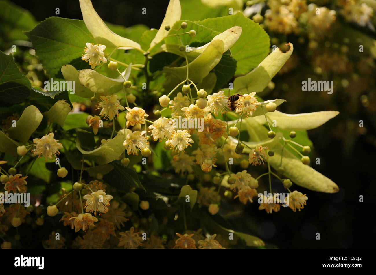 Largeleaved lime hi-res stock photography and images - Alamy