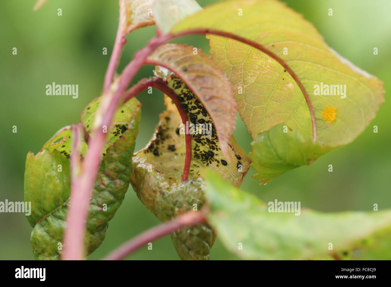 Sweet cherry tree, aphids, lady beetle eggs Stock Photo - Alamy