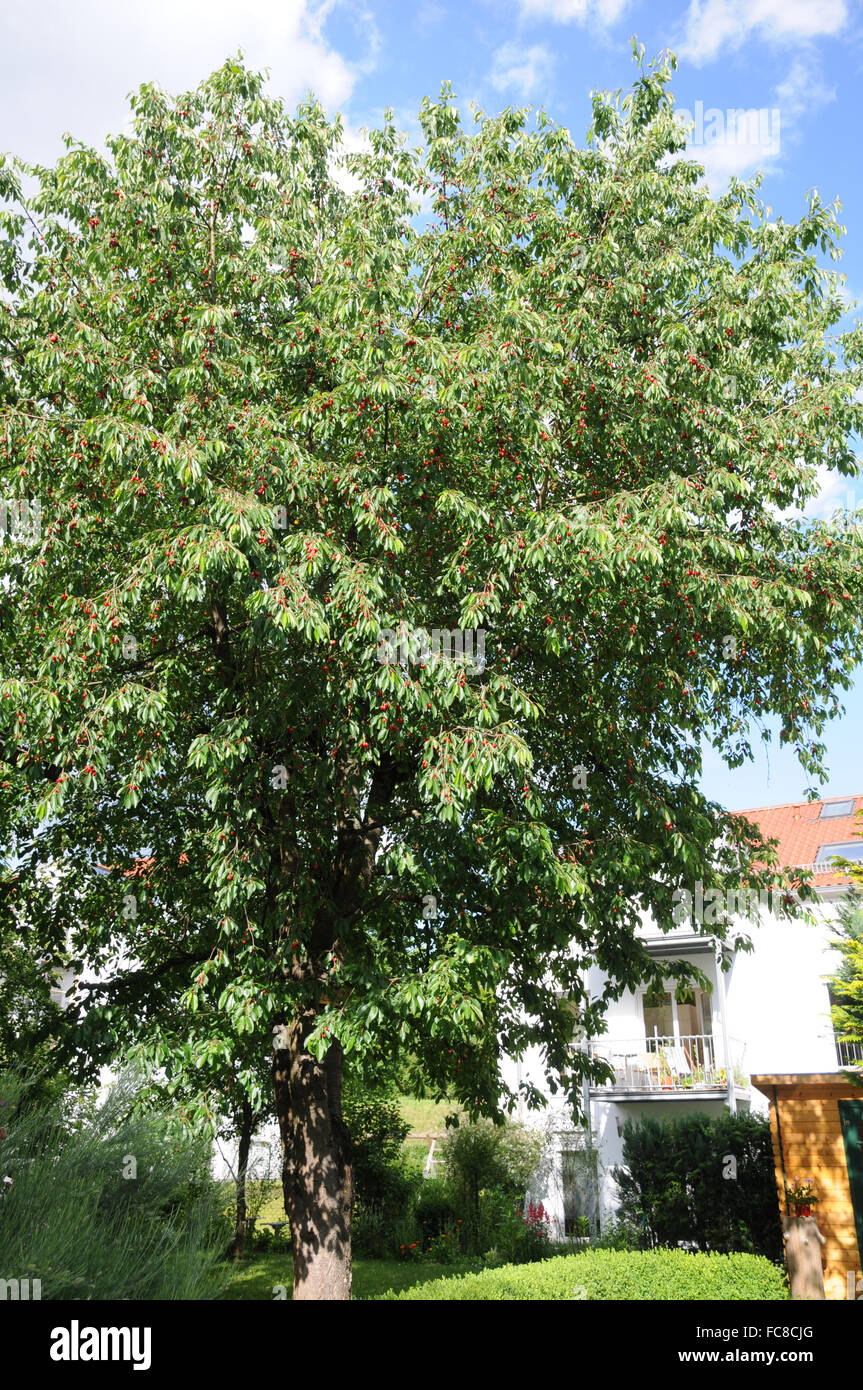 Cherry blossom f hi-res stock photography and images - Alamy