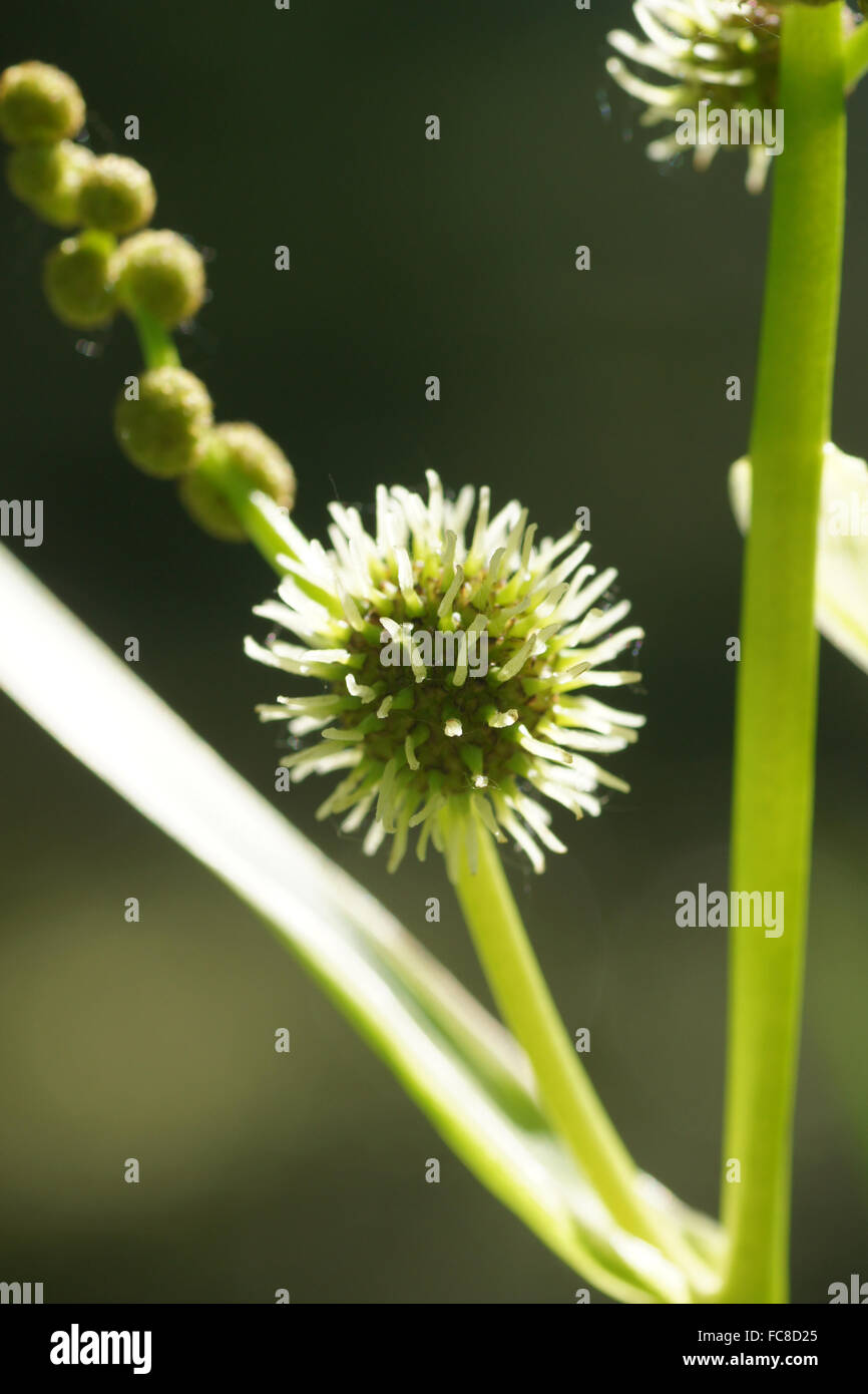 Simple bur reed hi-res stock photography and images - Alamy