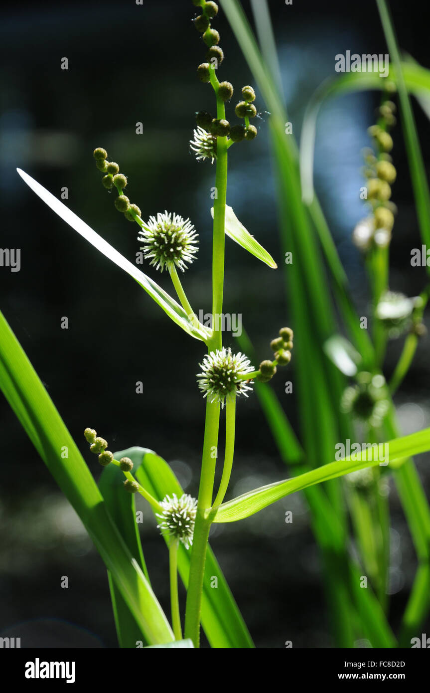 Simple bur reed hi-res stock photography and images - Alamy