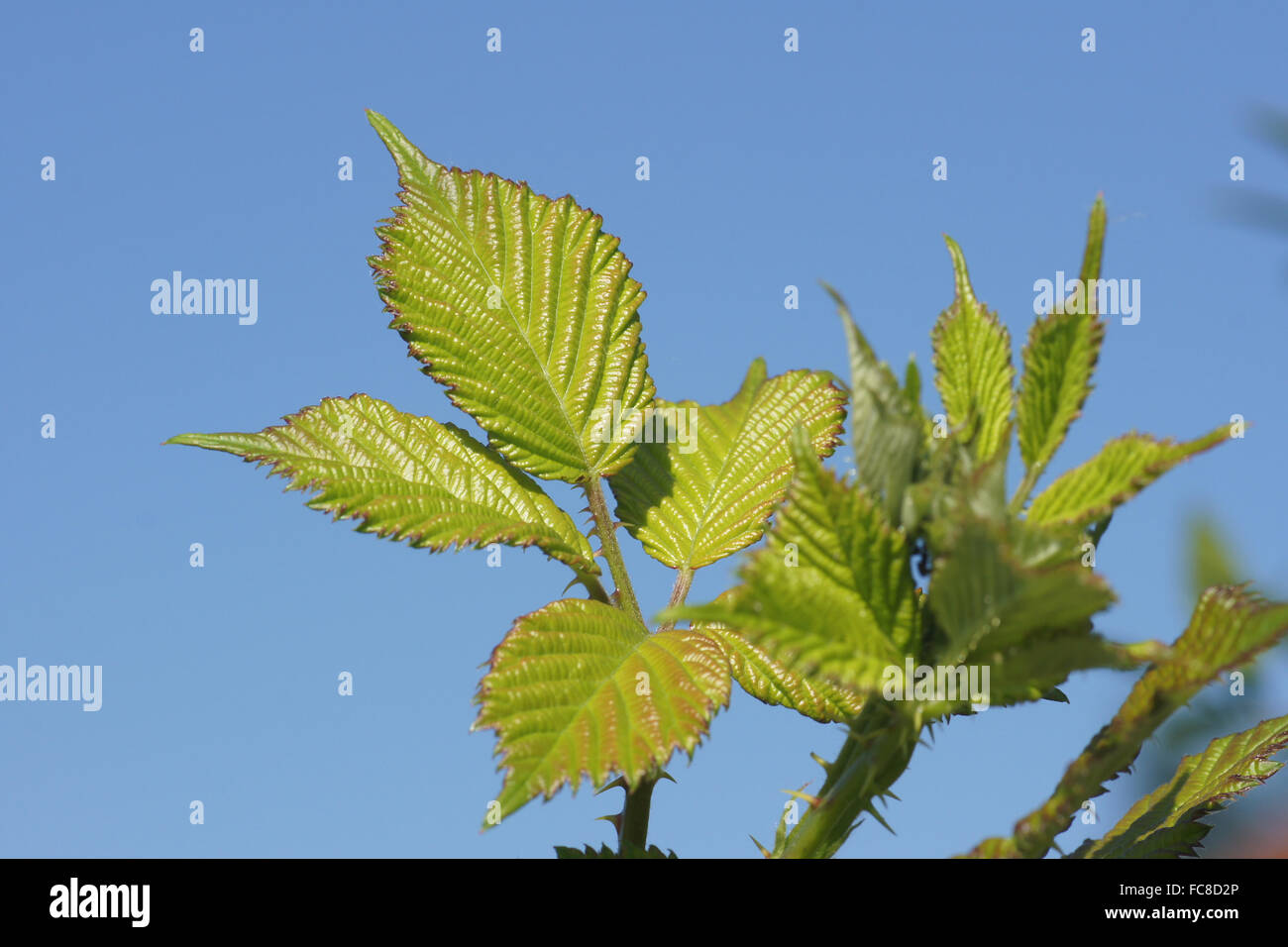 Brombeerbusch hi-res stock photography and images - Alamy