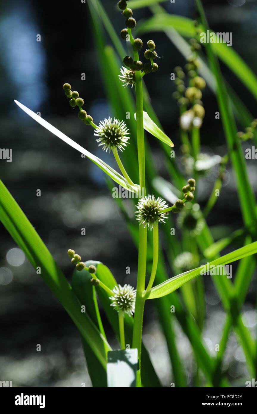 Simple bur reed hi-res stock photography and images - Alamy