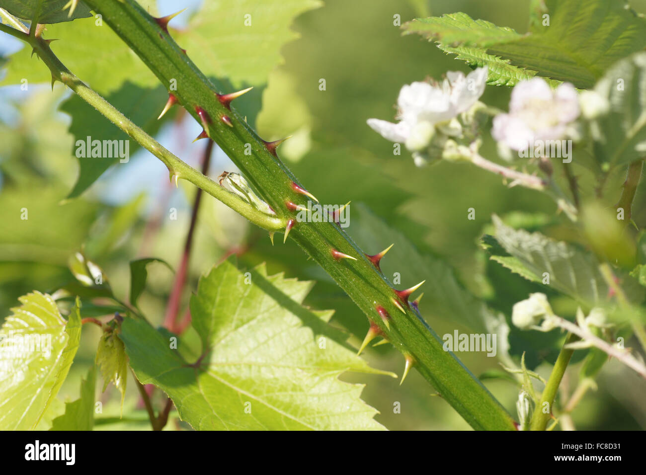 Brombeerbusch hi-res stock photography and images - Alamy