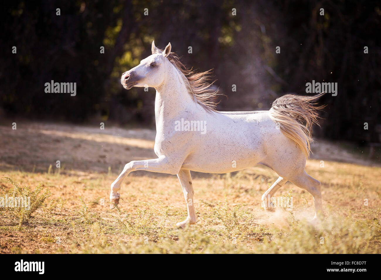 Arabian Horse. Gray gelding trotting on a pasture. Italy Stock Photo ...